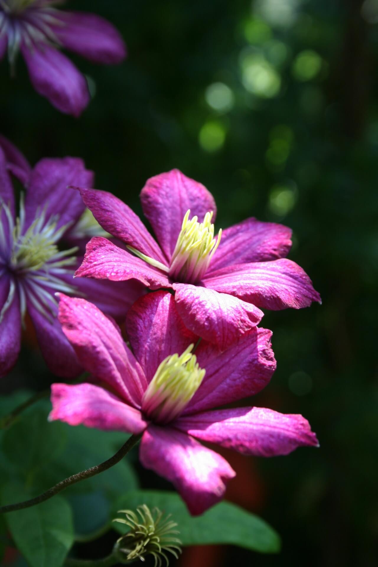 Try Vertical Gardening - Northern Gardener