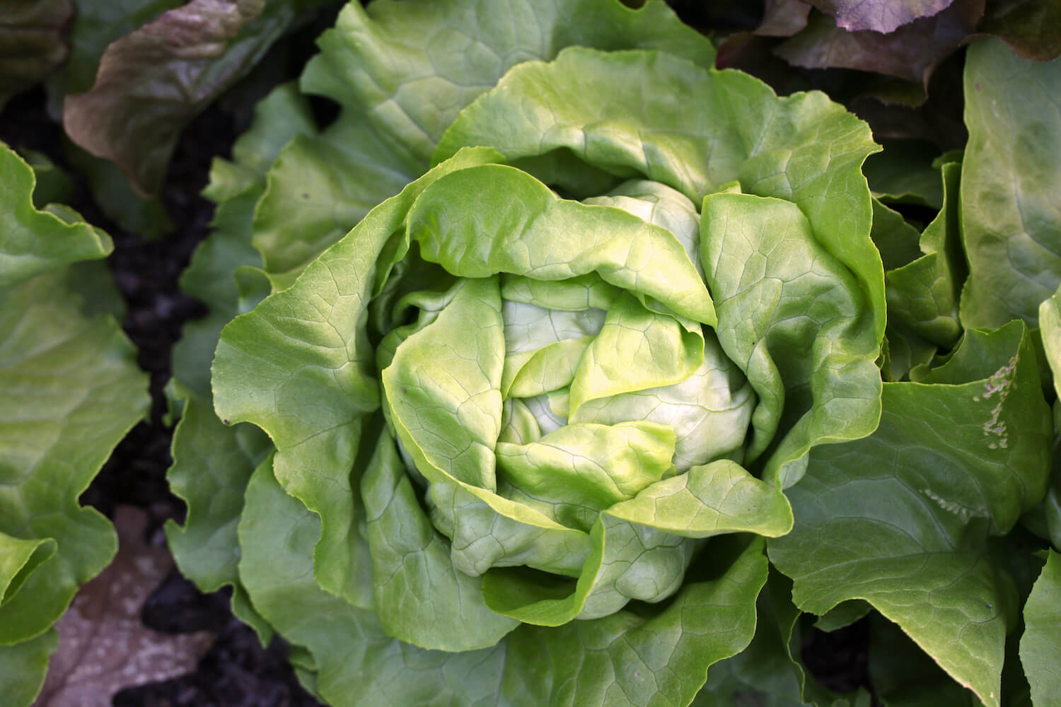 Grow Lettuce Longer: Tips for Extending the Season - Northern Gardener