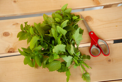 Plant Profile: Lovely Lemon Balm - Northern Gardener