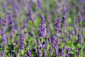 Growing Lavender in the North - Northern Gardener