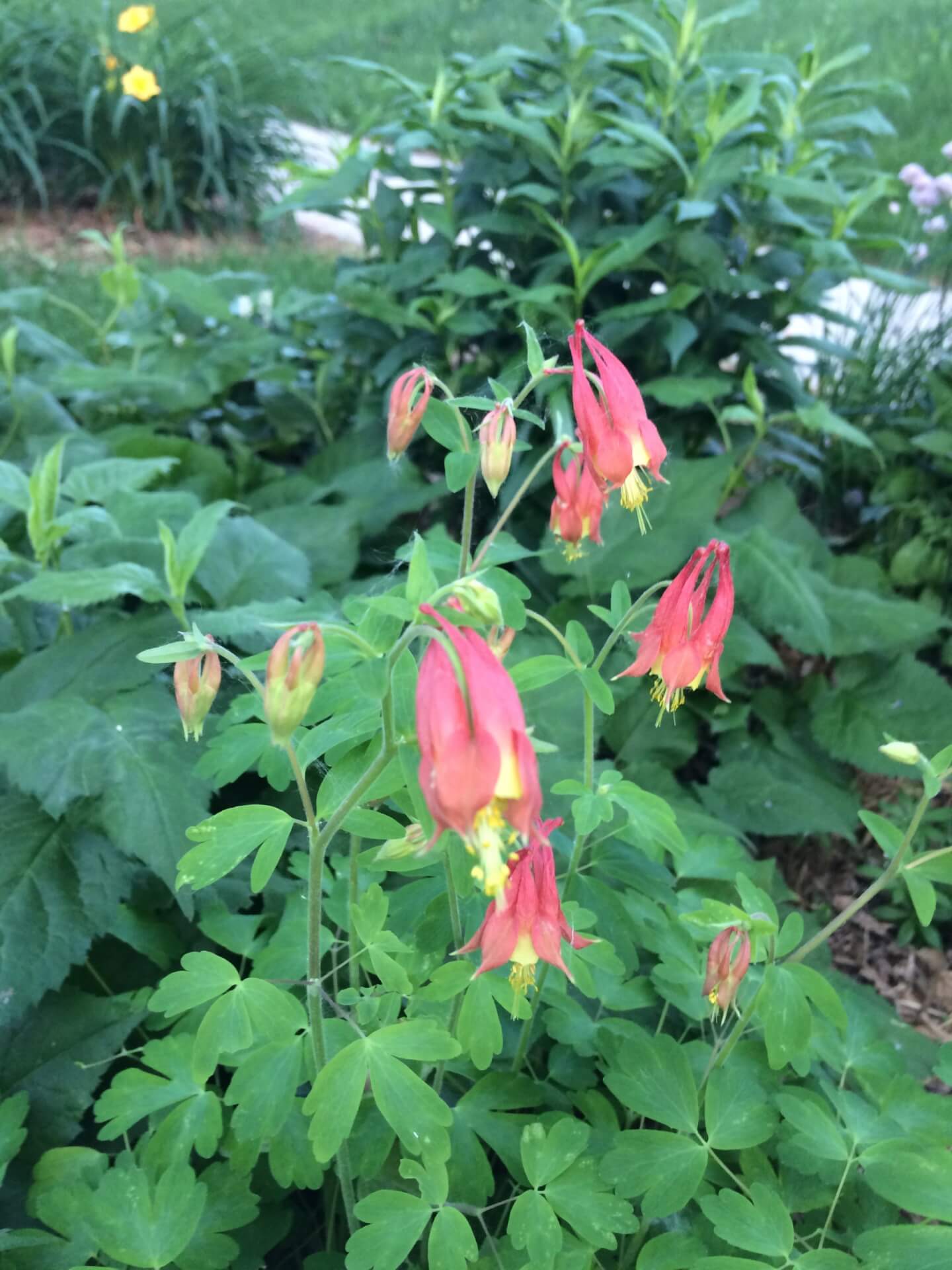 Best Plants for Hummingbirds - Northern Gardener