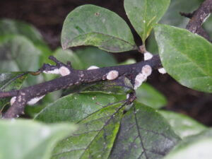 What to Do About Magnolia Scale - Northern Gardener