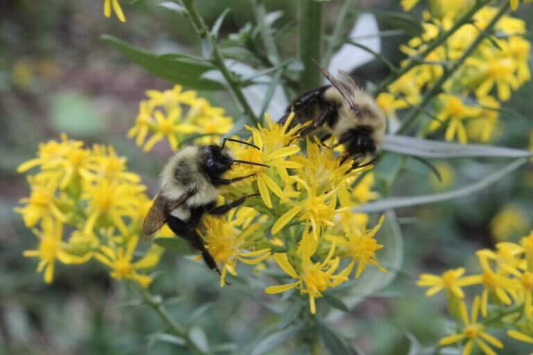 Ask a Master Gardener: Finding Neonicotinoid-Free Plants - Northern ...