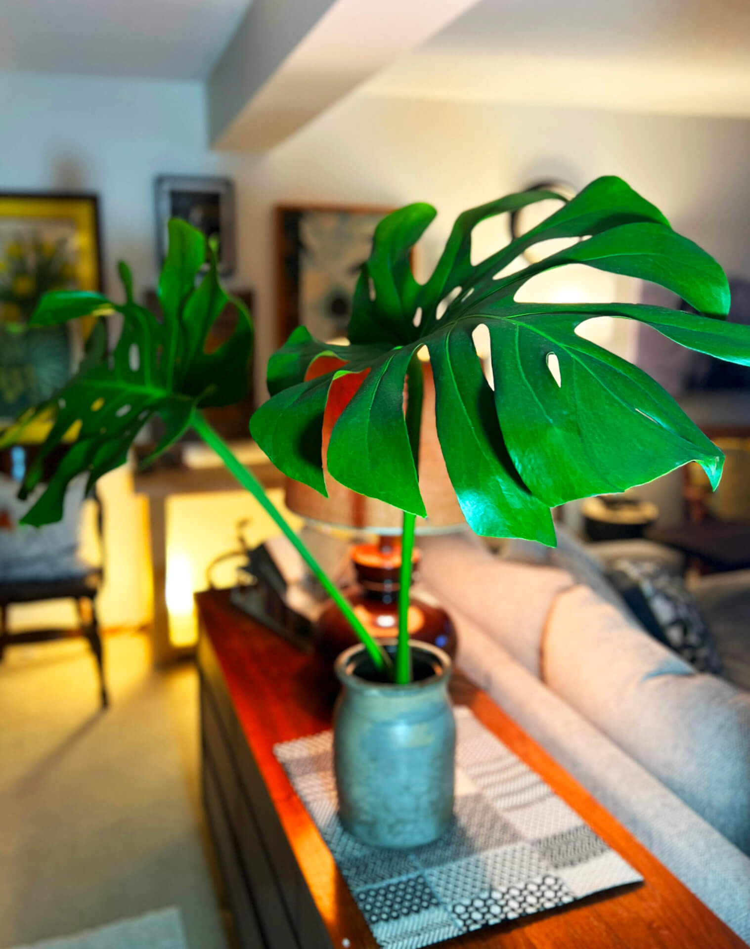 Monstera—Everything Old is New Again - Northern Gardener