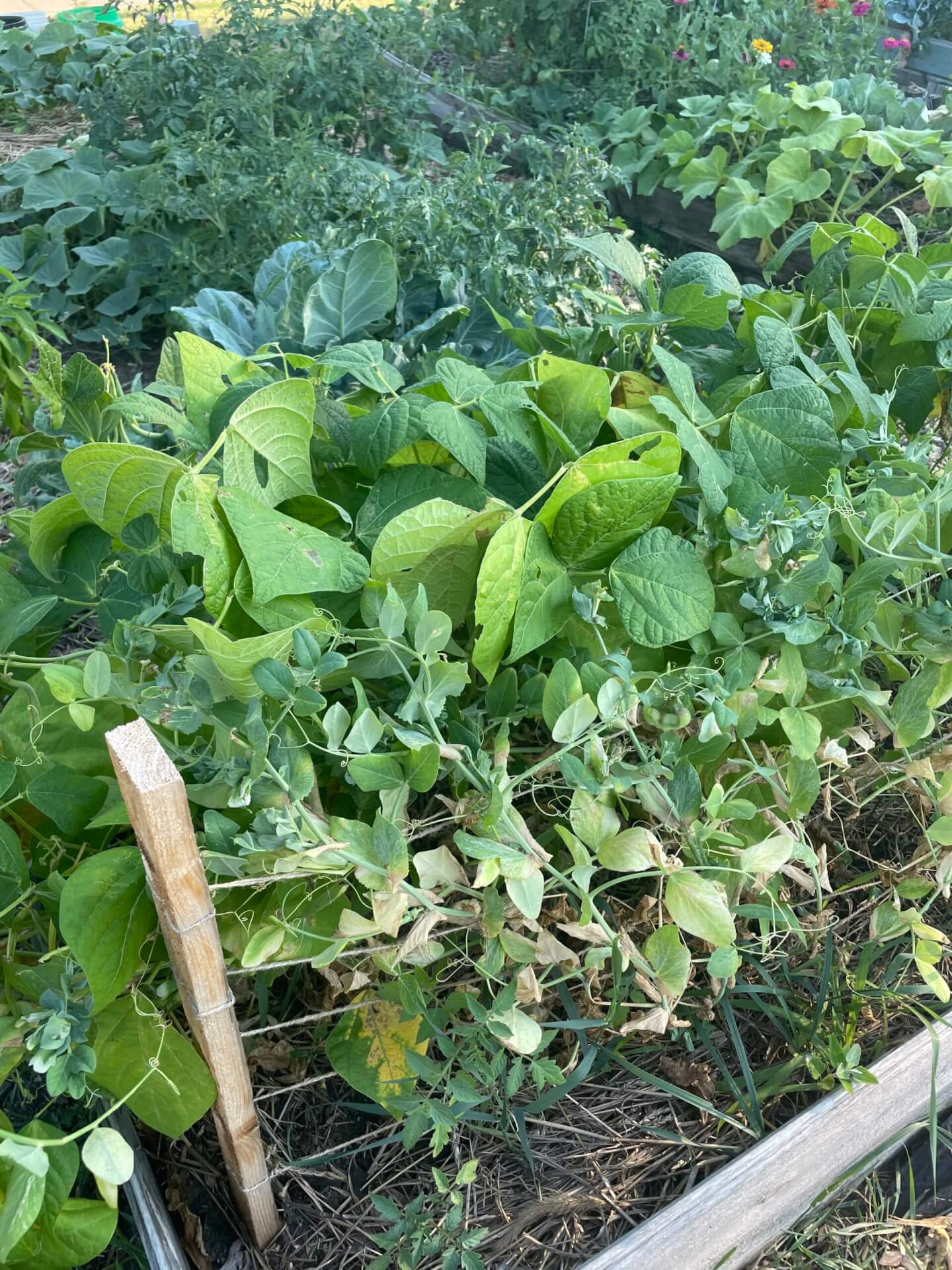 Minnesota Green Photo Gallery - Northern Gardener