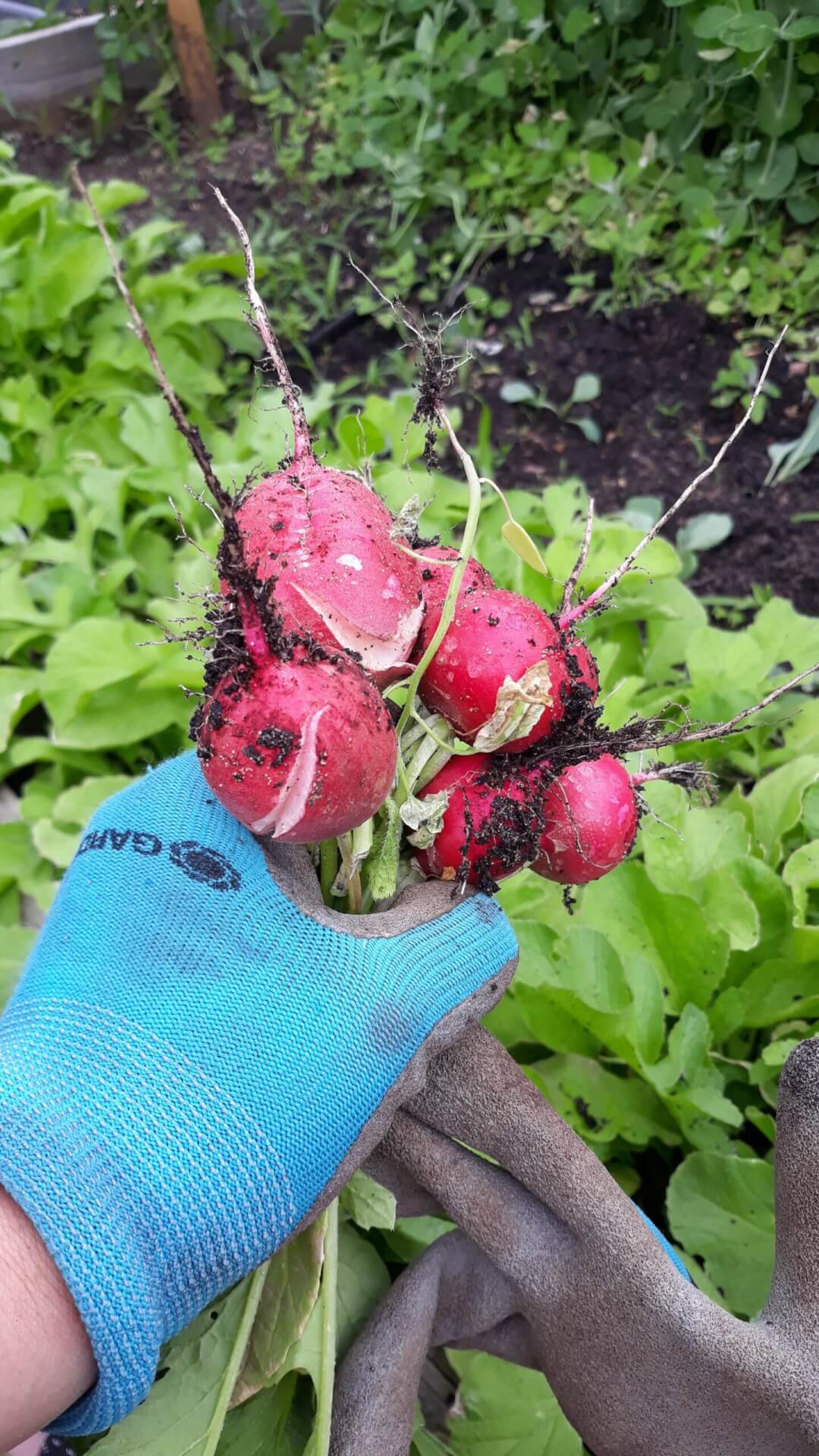 Minnesota Green Photo Gallery - Northern Gardener