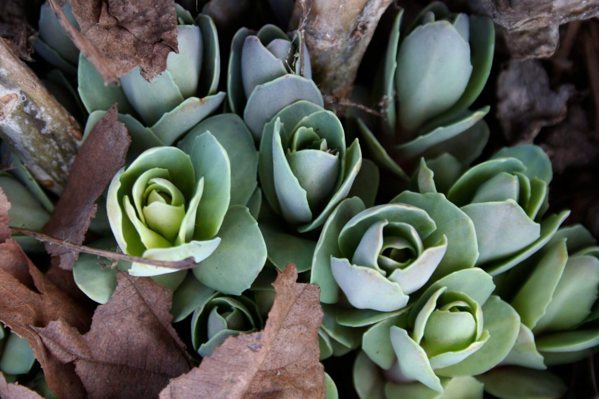 So Many Sedum Varieties - Northern Gardener