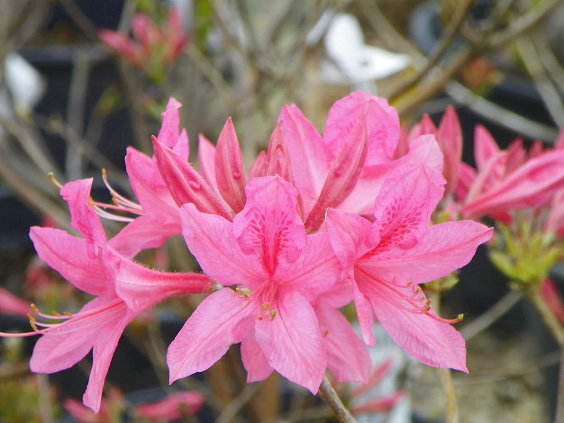 Parade of Spring Blooming Shrubs - Northern Gardener