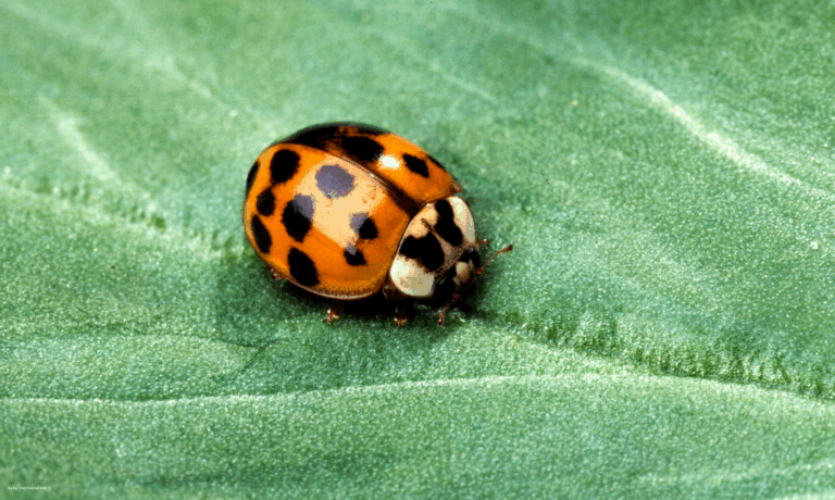 Ladybugs, Asian Lady Beetles and Aphids - Northern Gardener