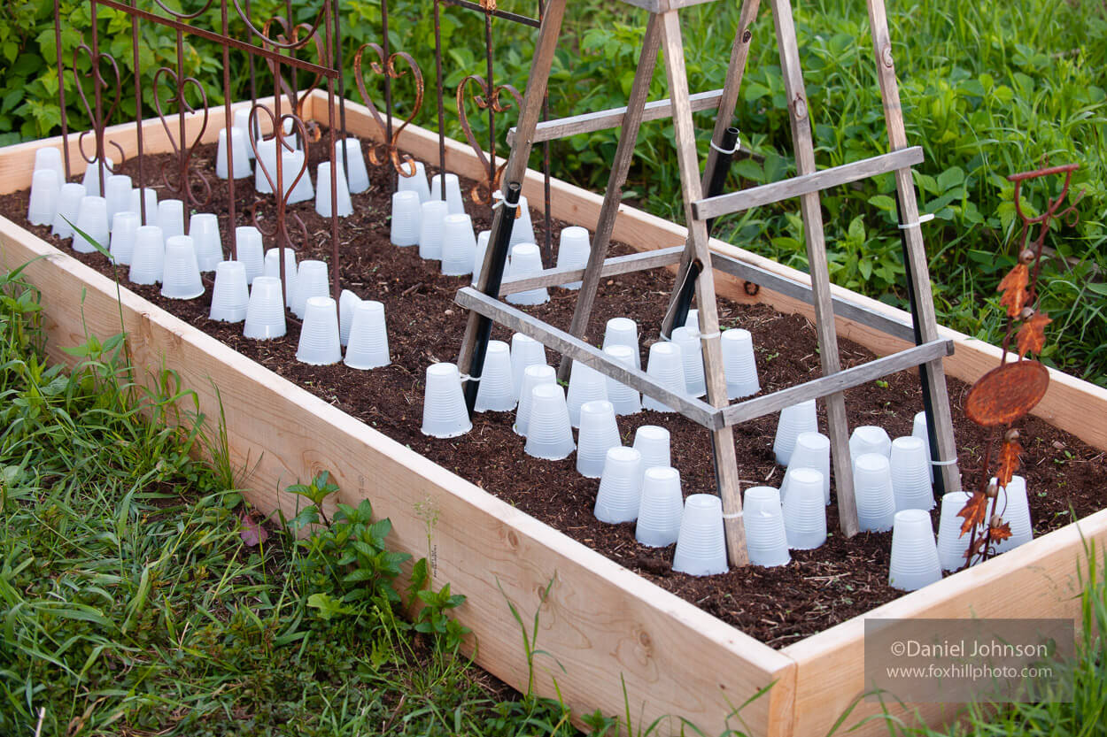 5 Tips for Late Frost Plant Protection - Northern Gardener