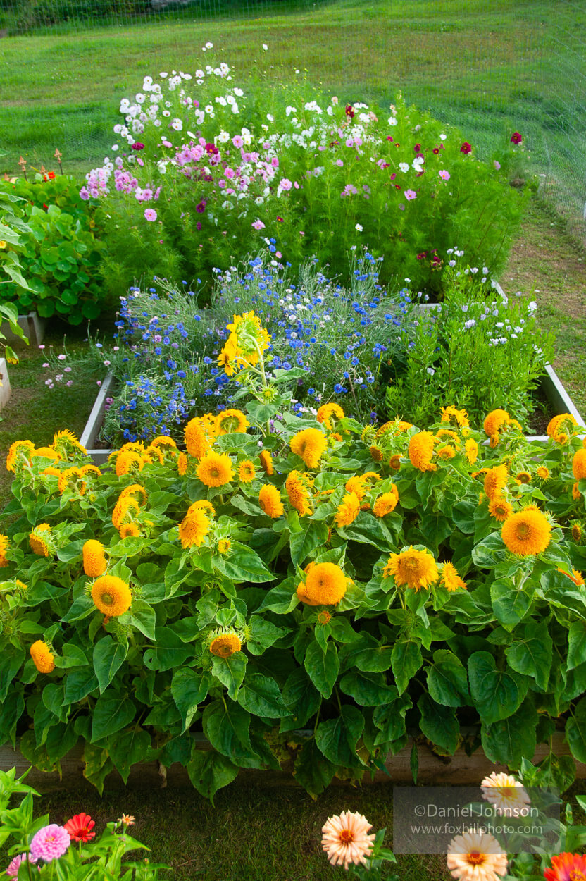 Cut Flower Varieties that Love the North - Northern Gardener