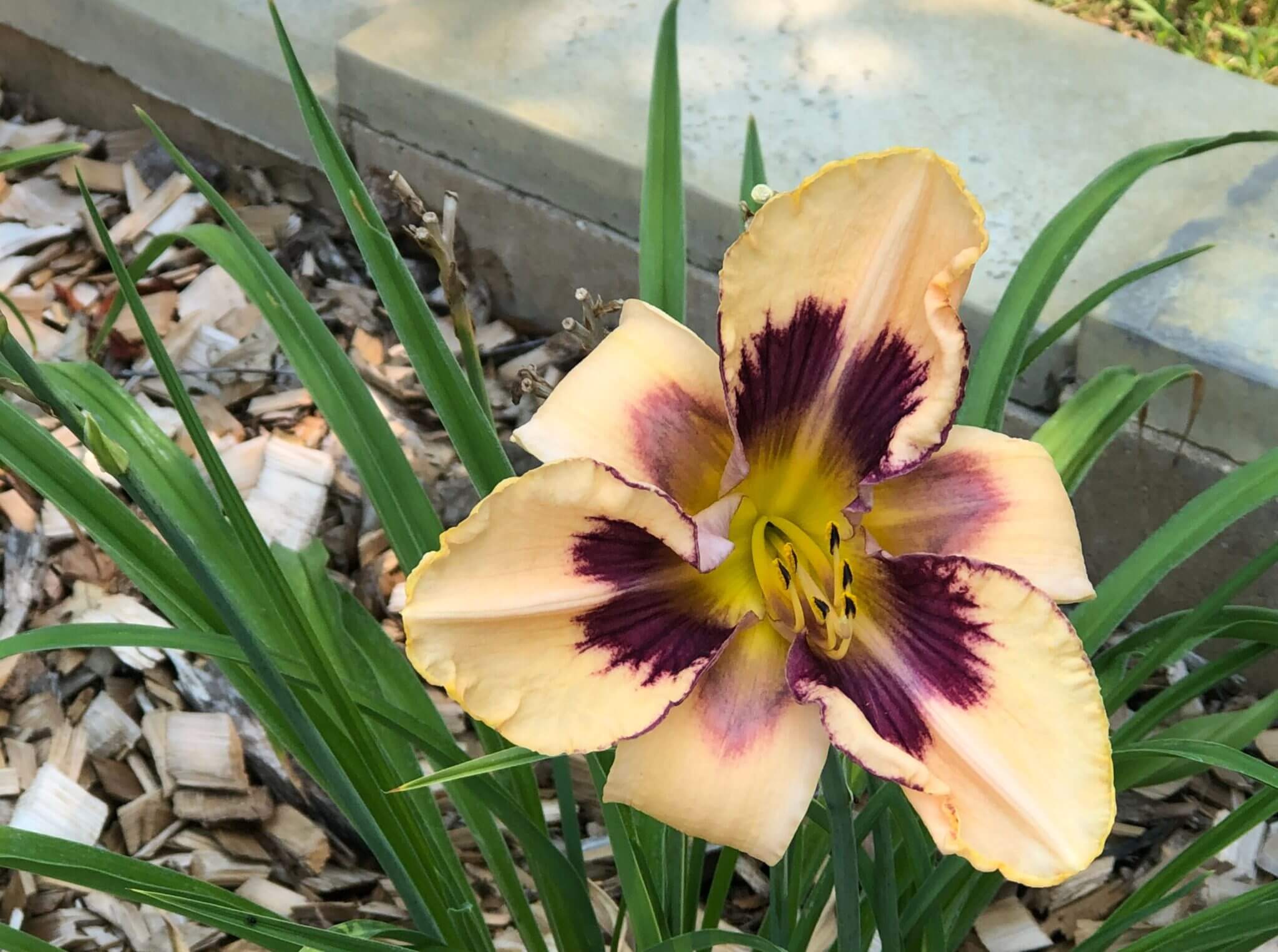 40 Best Daylilies For Northern Gardeners Northern Gardener