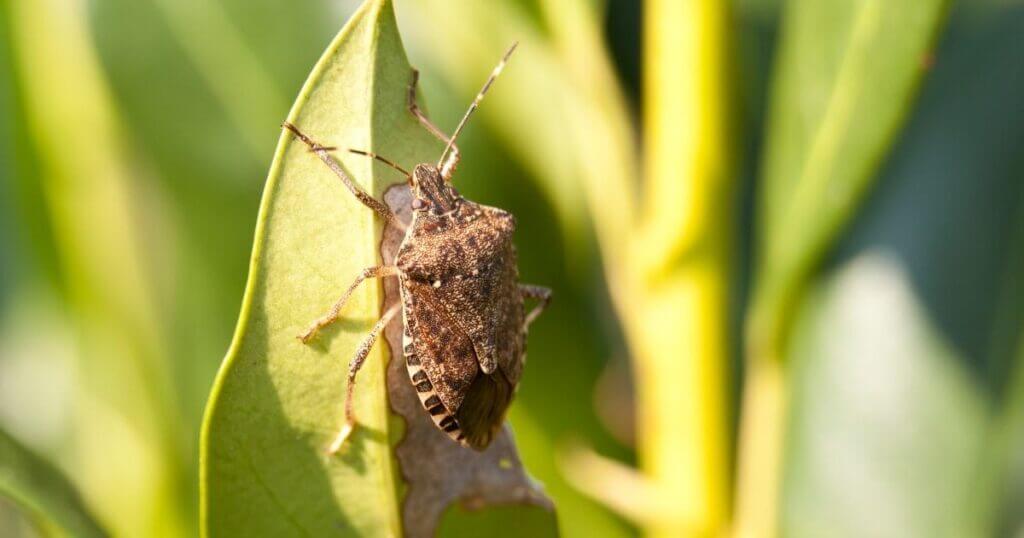 Pest Update: Brown Marmorated Stink Bugs - Northern Gardener