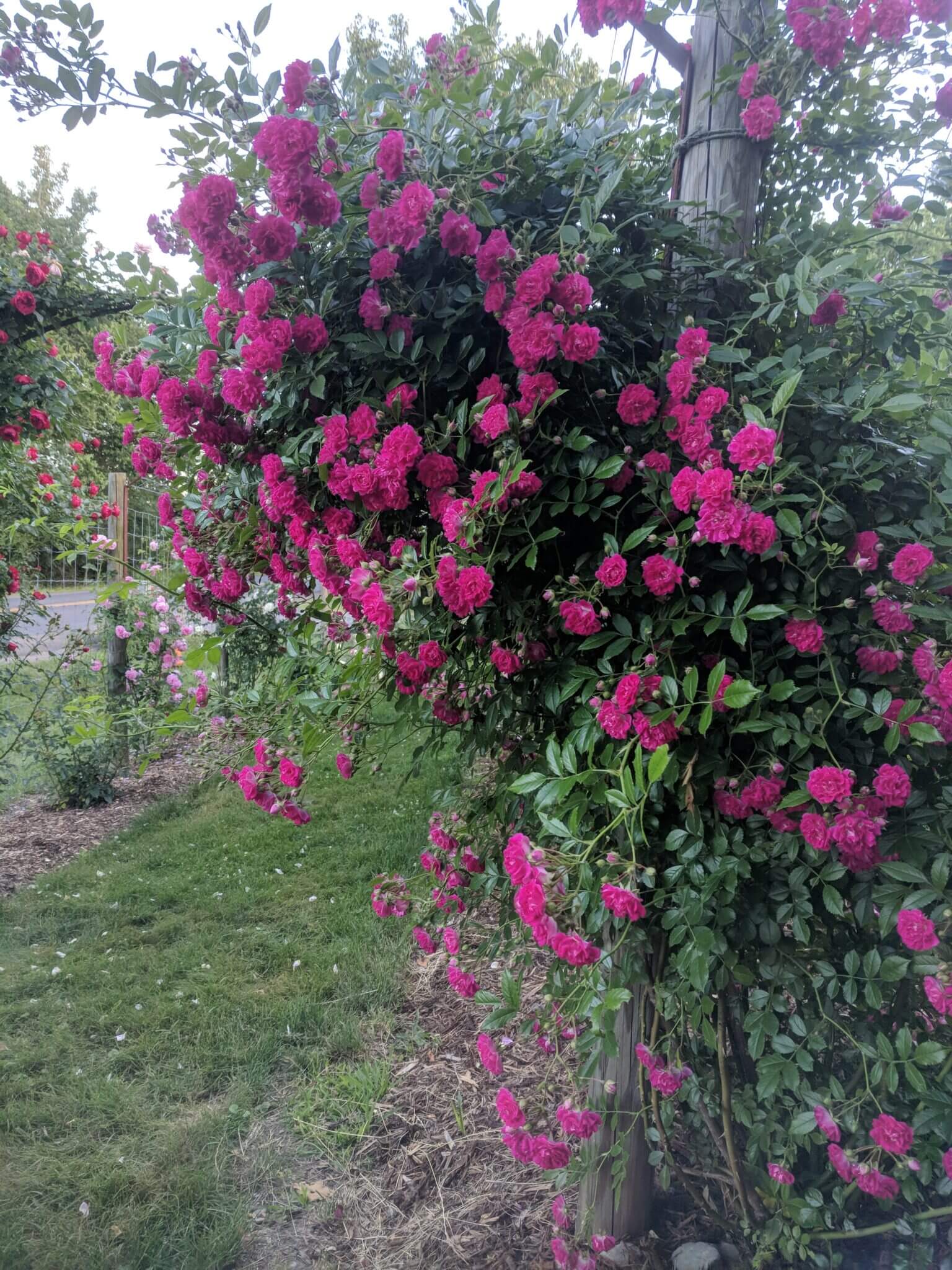 Rambler Roses - Northern Gardener