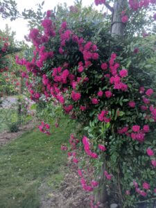 Rambler Roses - Northern Gardener