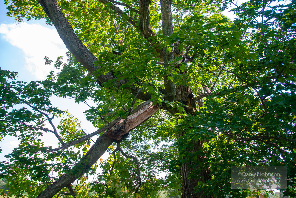 Will My Tree Recover from Branch Damage? - Northern Gardener