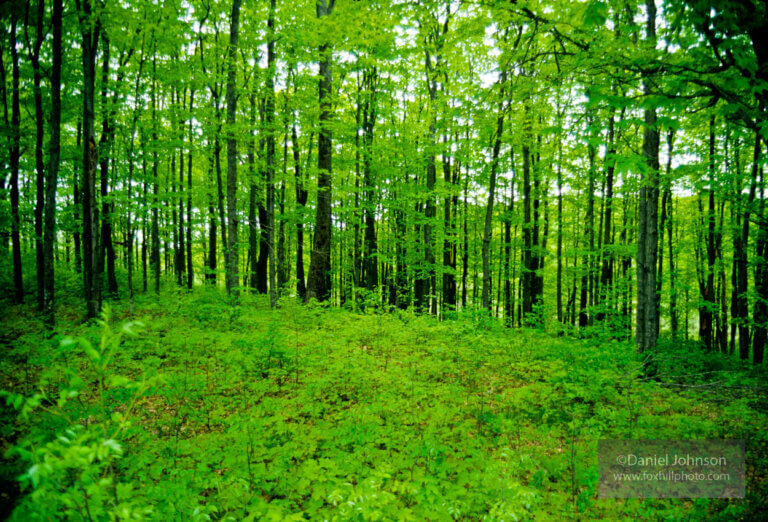 The Mini Forest Movement - Northern Gardener