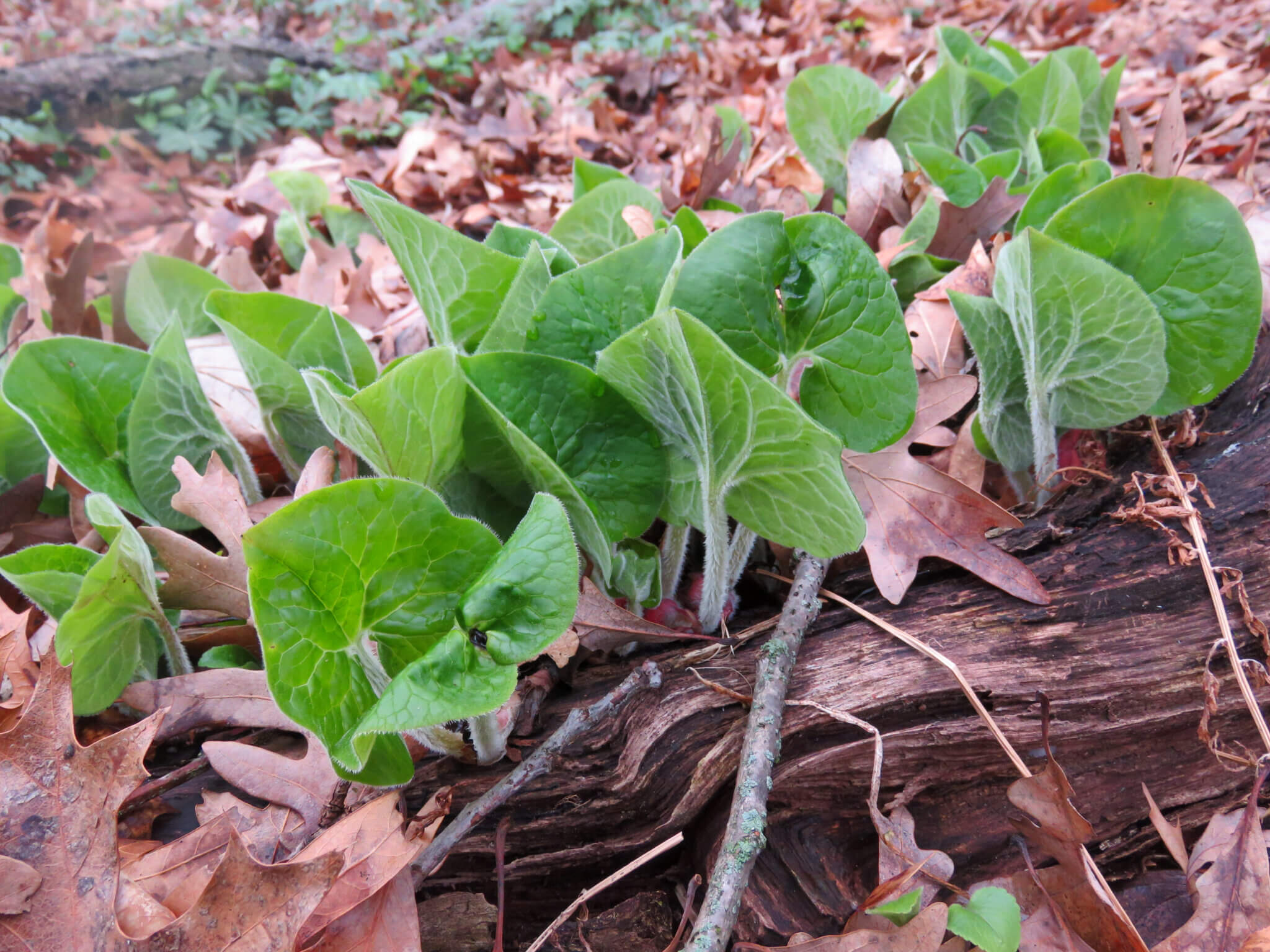 Native Plants That Compete Well With Non-Native Invasives - Northern ...