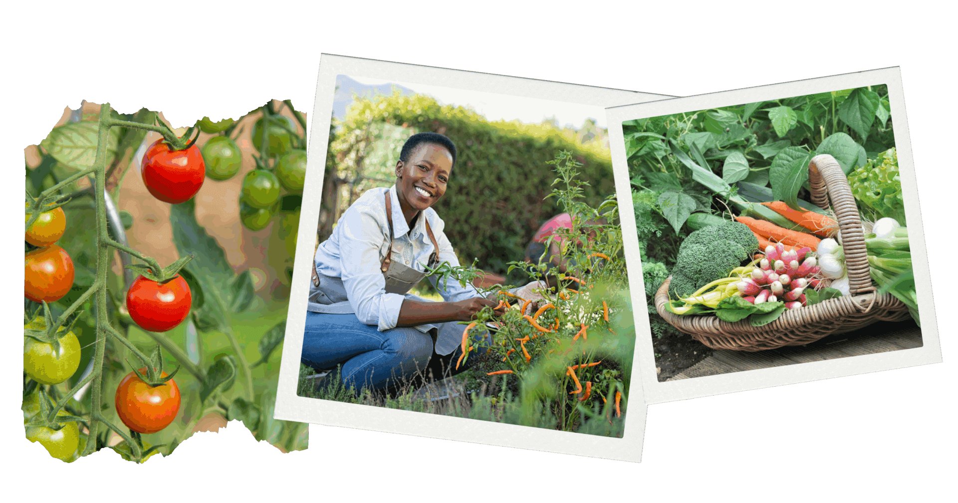 Resources for Food Gardeners